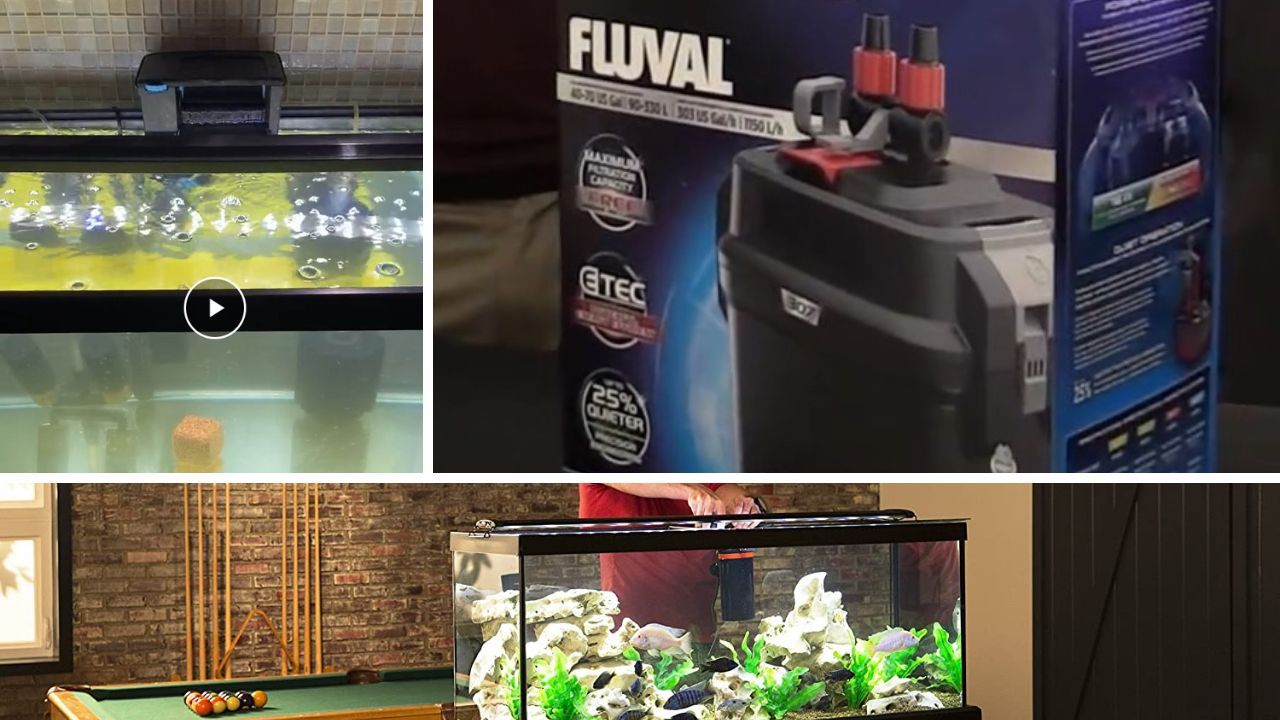 5 Best Filters to Keep Your 55 Gallon Aquarium Crystal Clear!