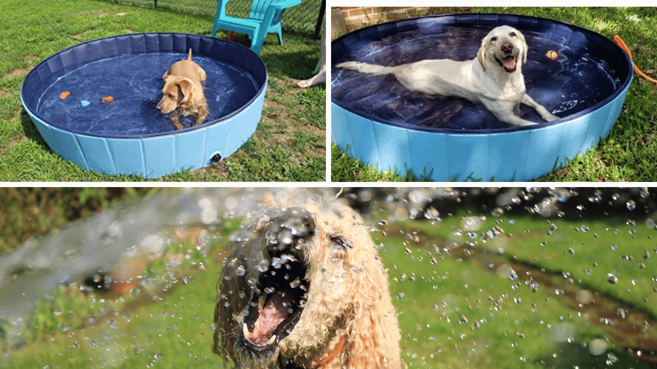 Splish Splash Doggy Fun: The Best Dog Swimming Pools Reviewed
