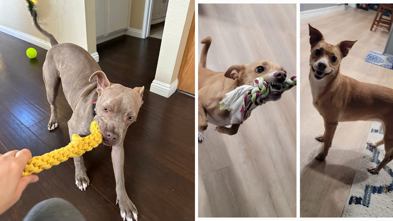 Rope it Up: Revealing the 5 Best Dog Rope Toys for Furry Fun!