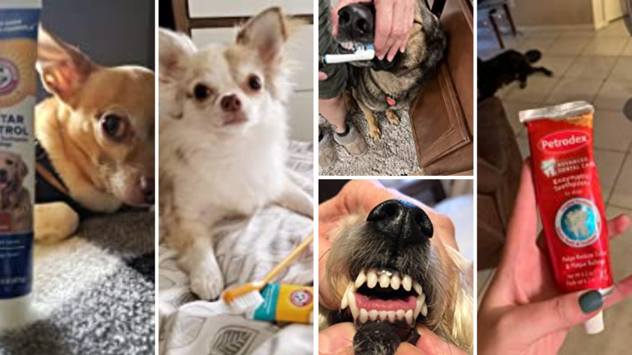 Pooch Smiles Galore! Ranking the Top 6 Best Dog Toothbrushes!