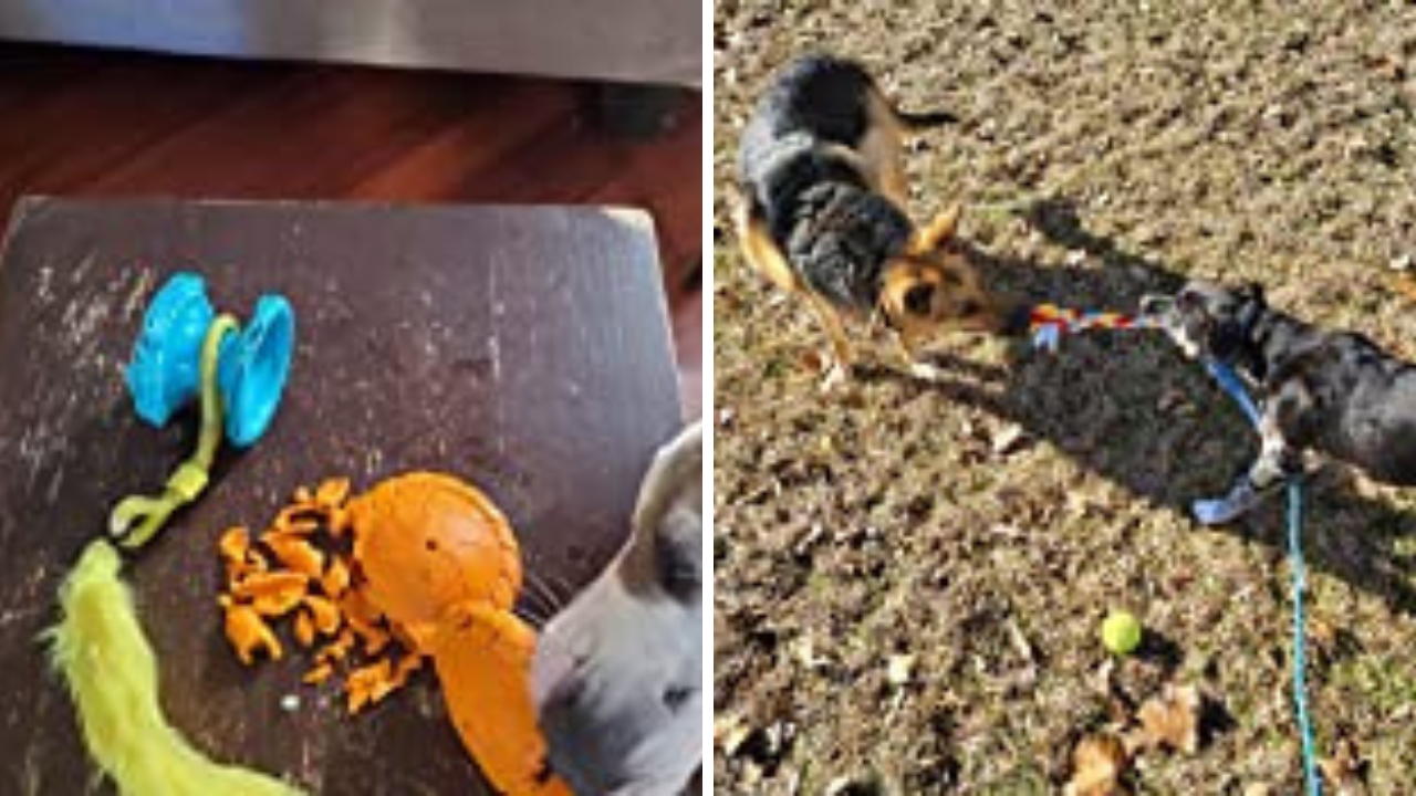 Bring Fido Out To Play: Best Flirt Poles You Dog Will Love!