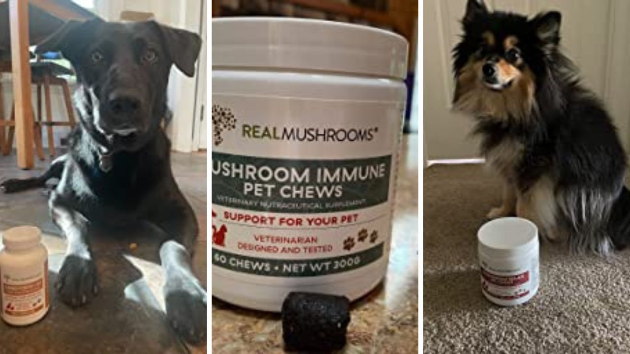 "Give Your Pets Better Health with Real Mushrooms' Mushrooms