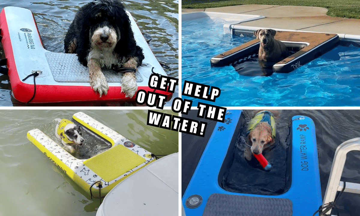 Paws Up! 5 Dog Pool Ramps to Help Your Furry Friend Stay Cool This Summer!