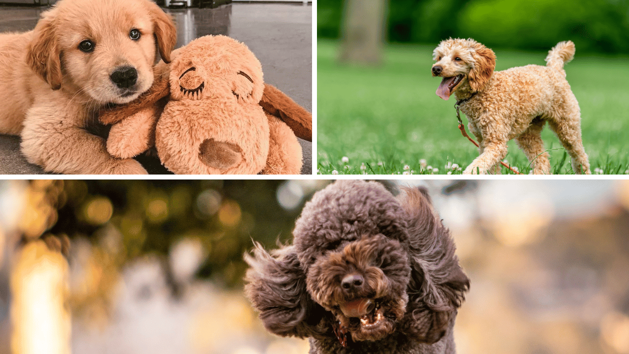 5 Poodle Toys That Will Make Your Pet the Happiest Pooch Around!