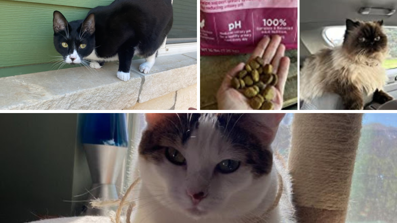6 Meow-velous Options: The Best Cat Food for Urinary Crystals Reviewed!