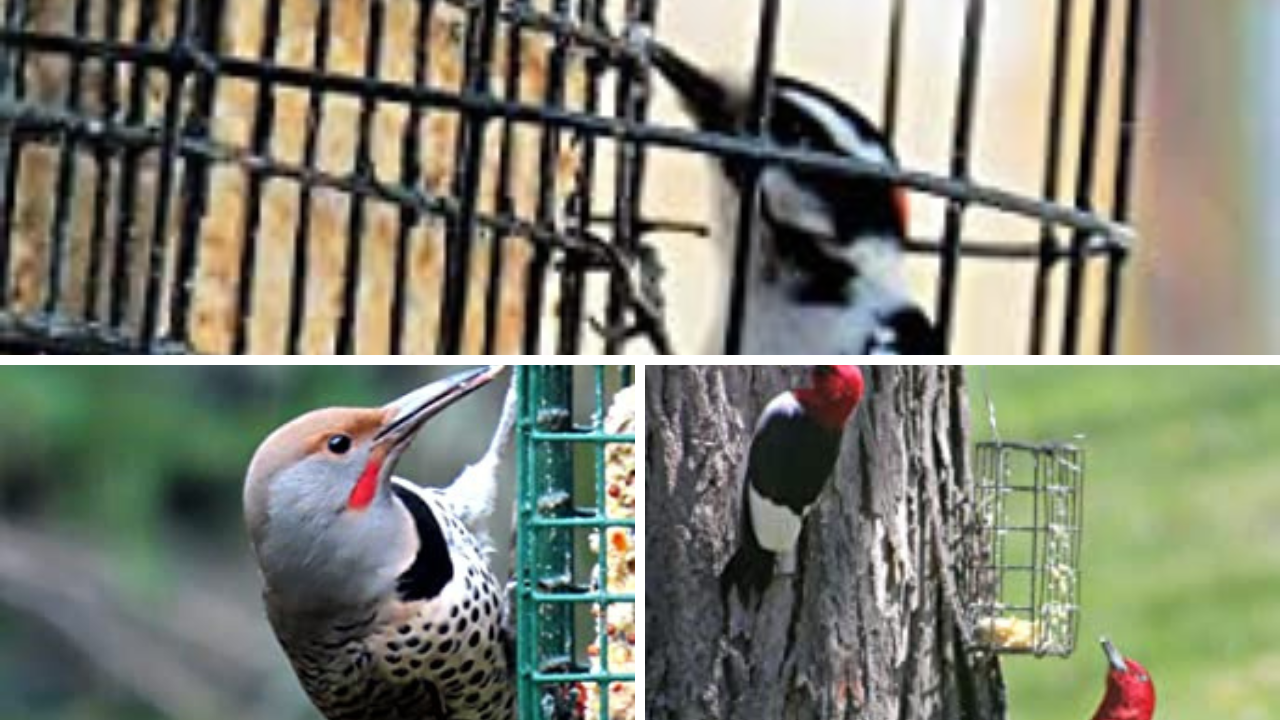 5 Suets to Delight Your Feathered Friends: Which One Is the Best?