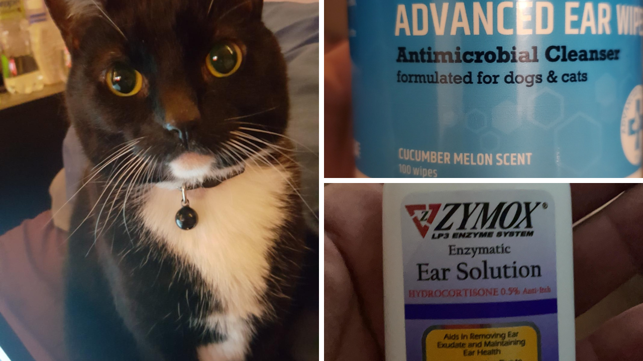 Tried and Tested: The Best Ear Cleaners For Cats - The Results May ...