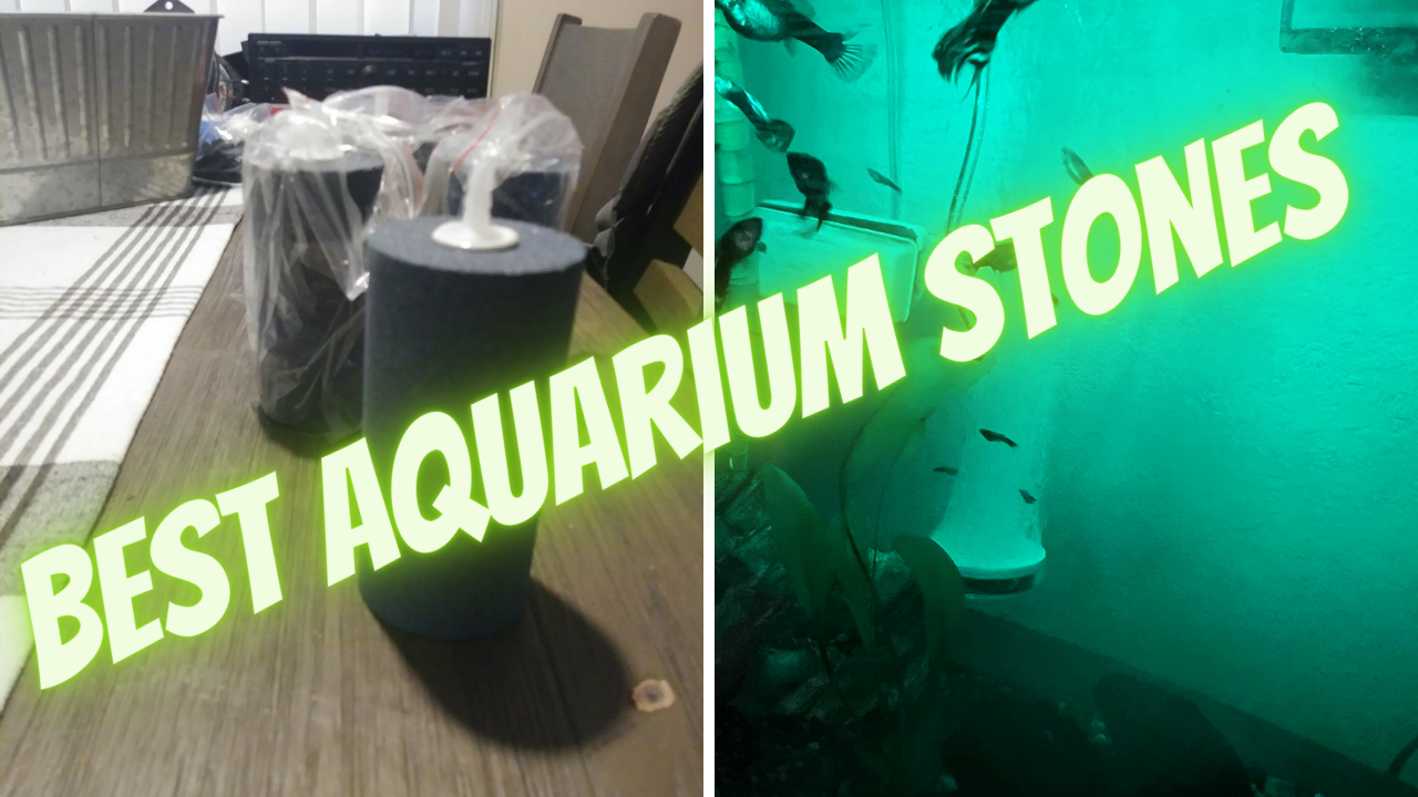 5 Best Aquarium Air Stones – Create an Underwater Oasis with Bubbles!